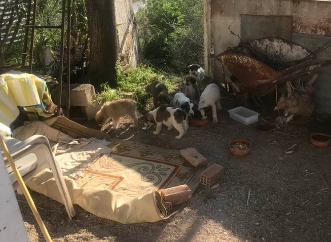 Υιοθετηστε ένα σκυλάκι - Σελίδα 23 - Phorum